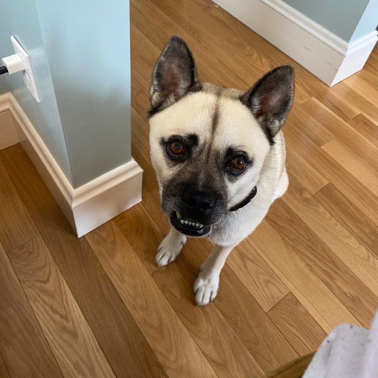 The Quirky Cross: Meet The Husky Pug Mix