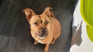 Jack Russell Pit Bull Mix: All You Need To Know