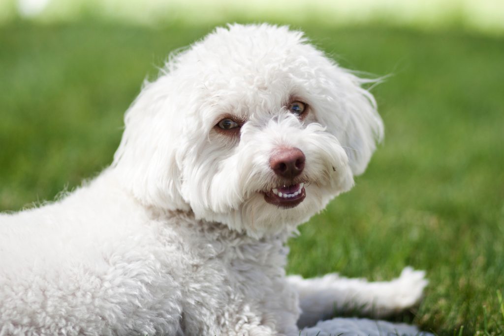 Maltipoo Lifespan & Tips For Increasing Its Life Expectancy