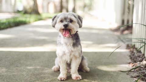 Maltipoo Lifespan & Tips For Increasing Its Life Expectancy