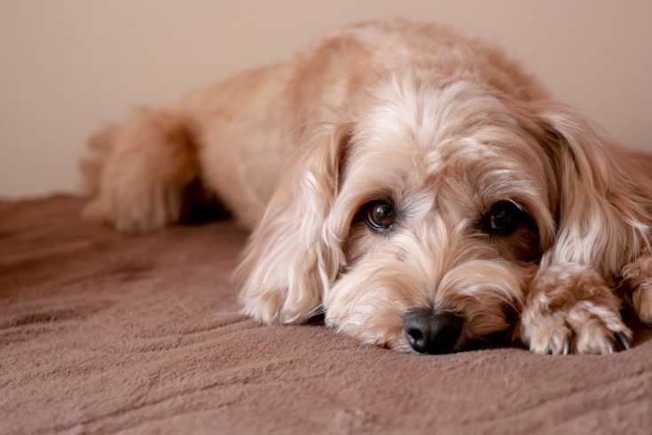 Maltipoo Lifespan & Tips For Increasing Its Life Expectancy