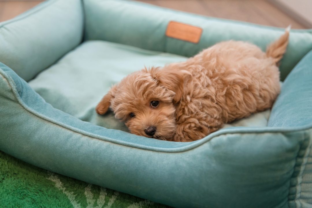 Maltipoo Lifespan & Tips For Increasing Its Life Expectancy