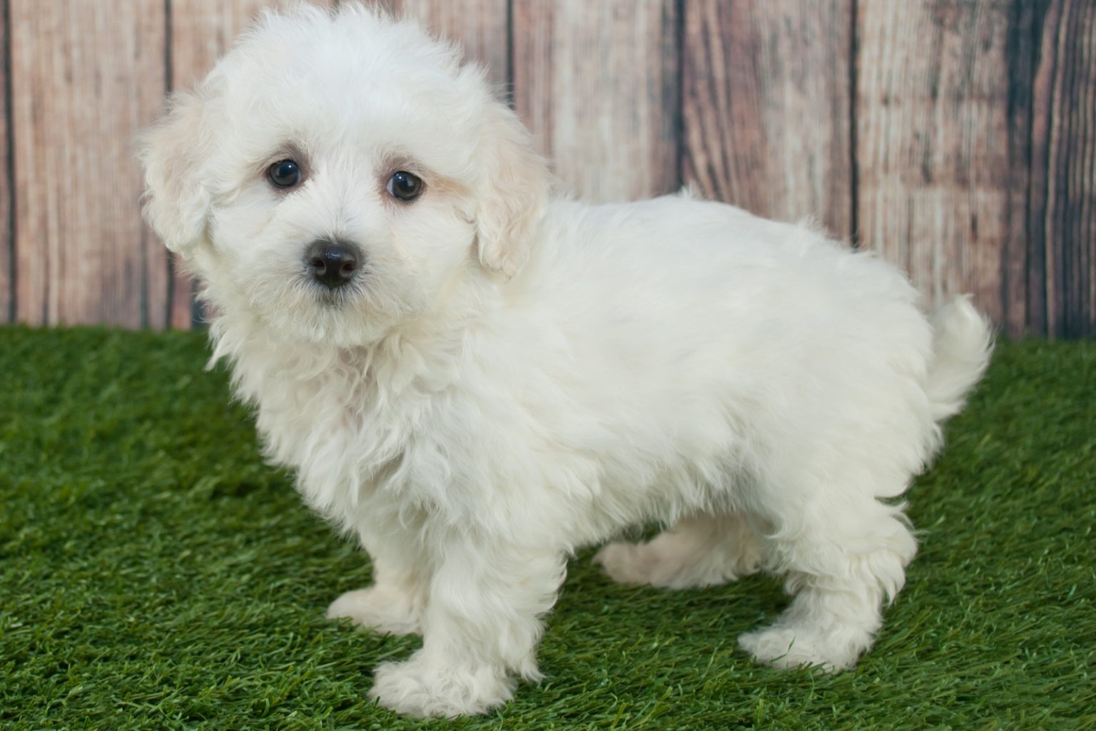 Maltipoo Lifespan & Tips For Increasing Its Life Expectancy