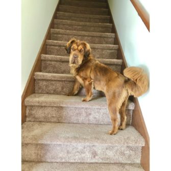 Mini Hippo Dog – What You Need To Know About Them