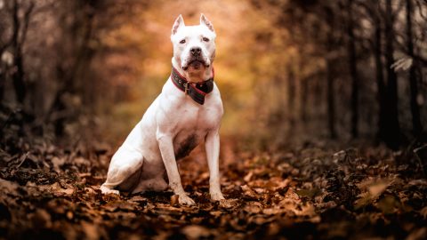 Pitbull Colors Explained: 35 Unique Colors And Patterns