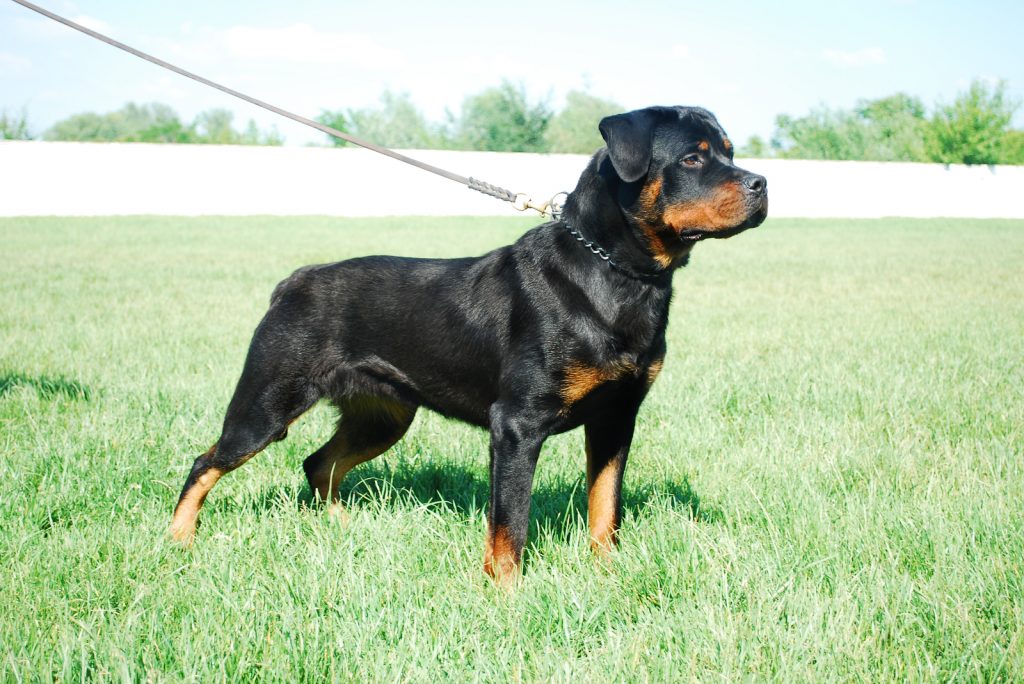Everything You Wanted To Know About Female Rottweilers