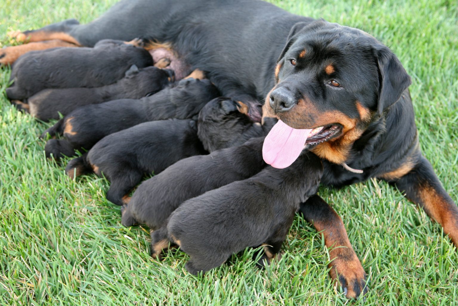 Rottweiler Tail Docking: Is It Justified Or Cruel?
