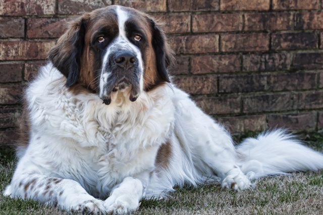 Saint Bernard Colors Explained: Fun Patterns You Didn’t Know Existed