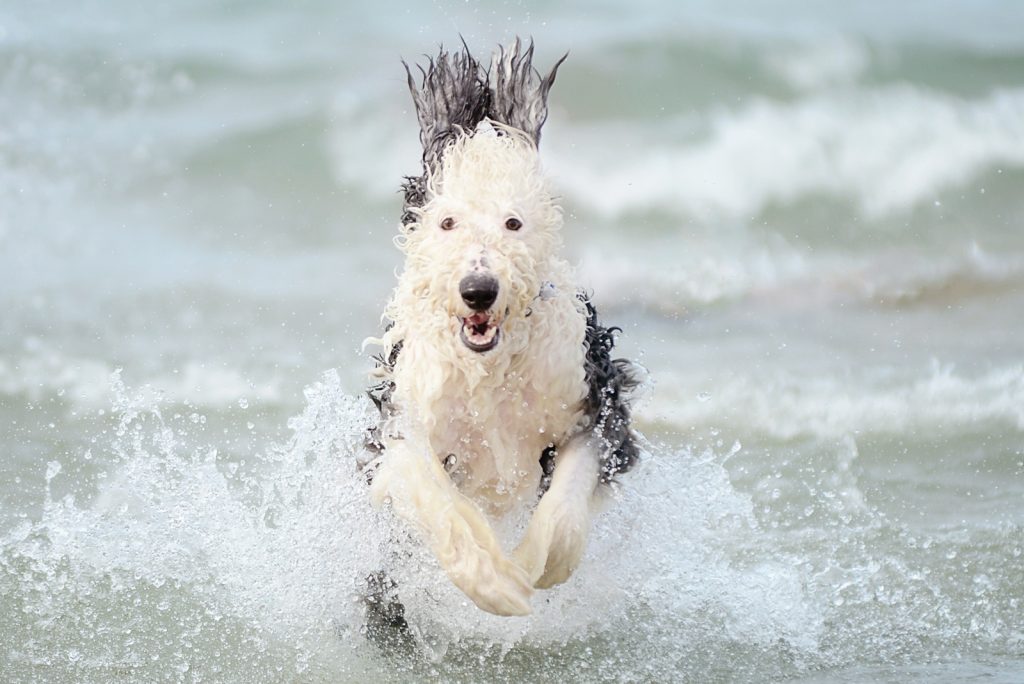The Sheepadoodle: Another Breed Of Doodle That You'll Love