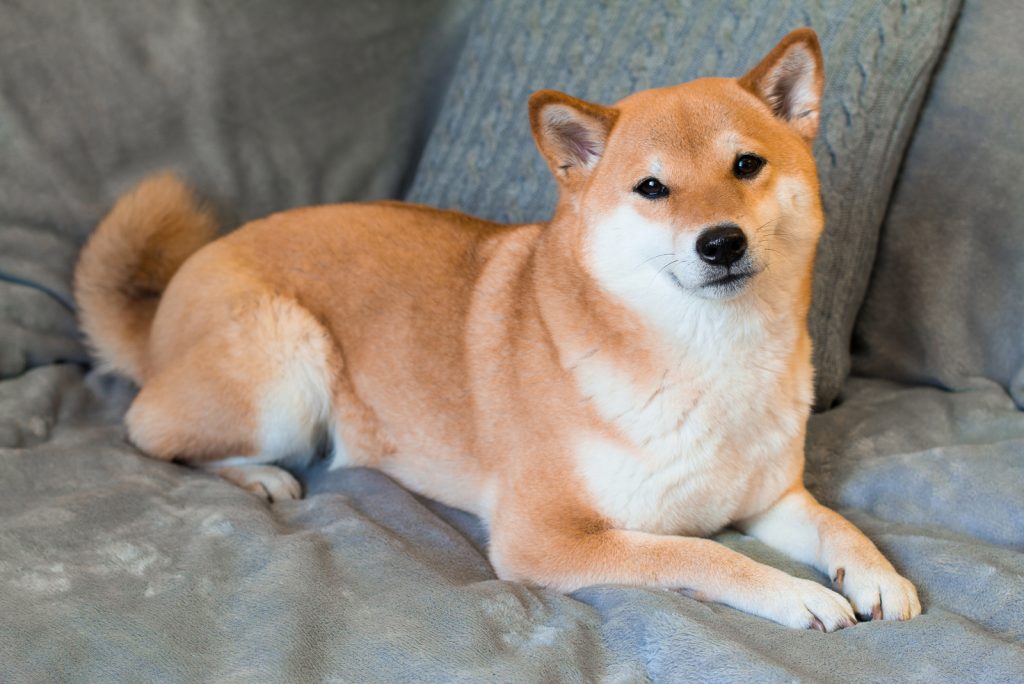 The Shiba Inu Lifespan: How Long Do Shiba Inu Dogs Live?