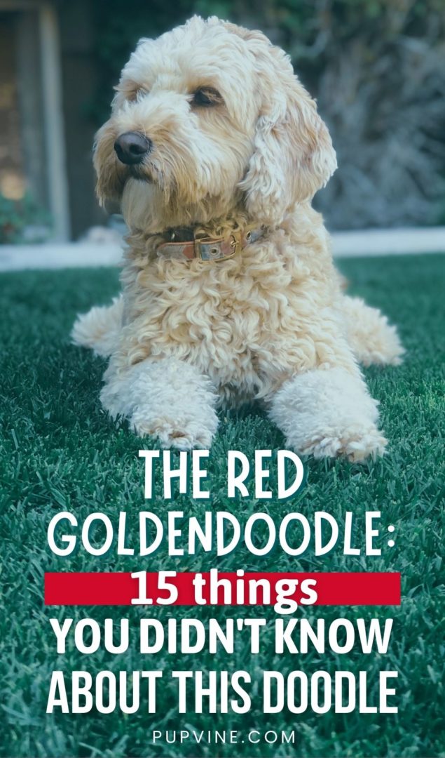 The Red Goldendoodle: 15 Things You Didn't Know About This Doodle