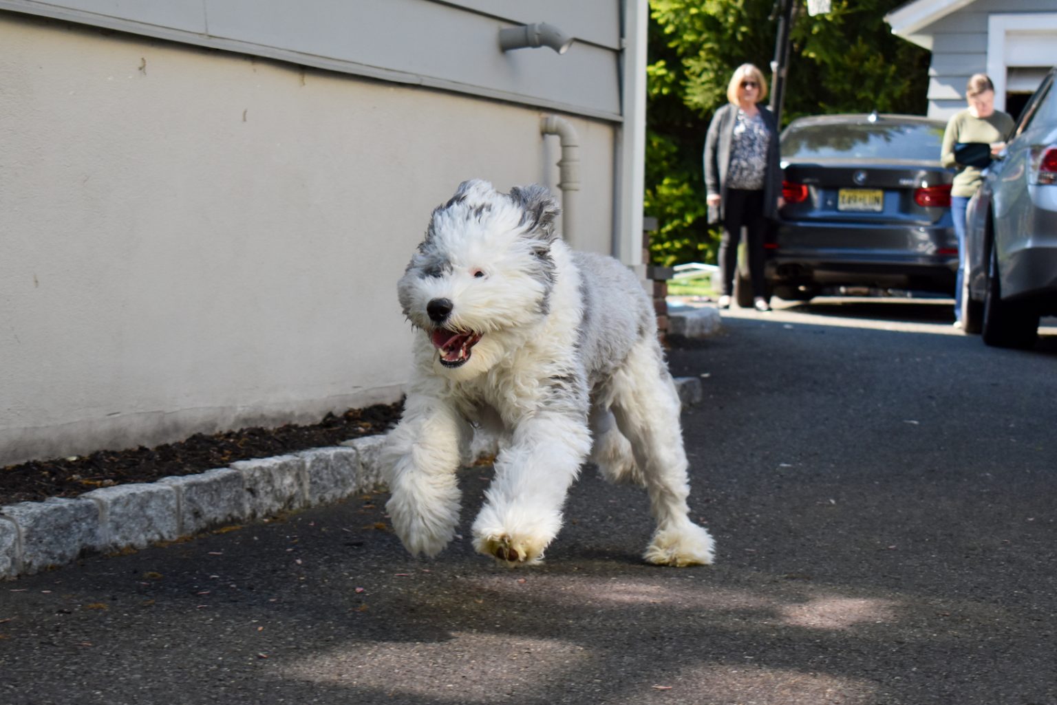 The Sheepadoodle: Another Breed Of Doodle That You'll Love