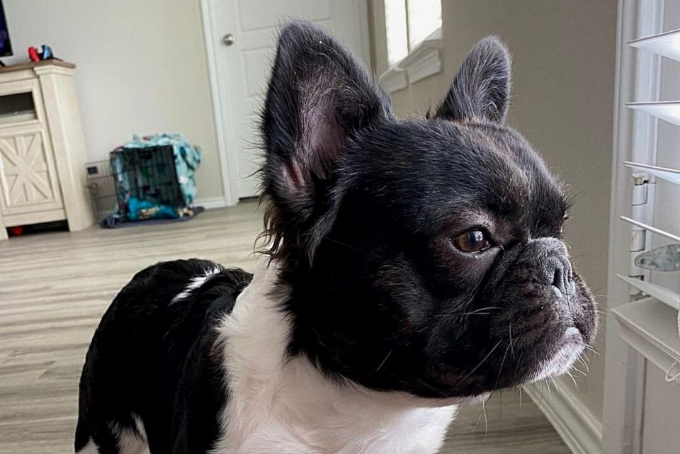 Fluffy Frenchie: All You Need To Know About This Unusual Pup