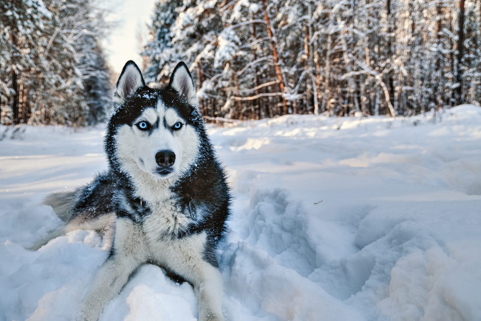 Husky Eye Colors With Pictures: Can Their Eyes Change Color?