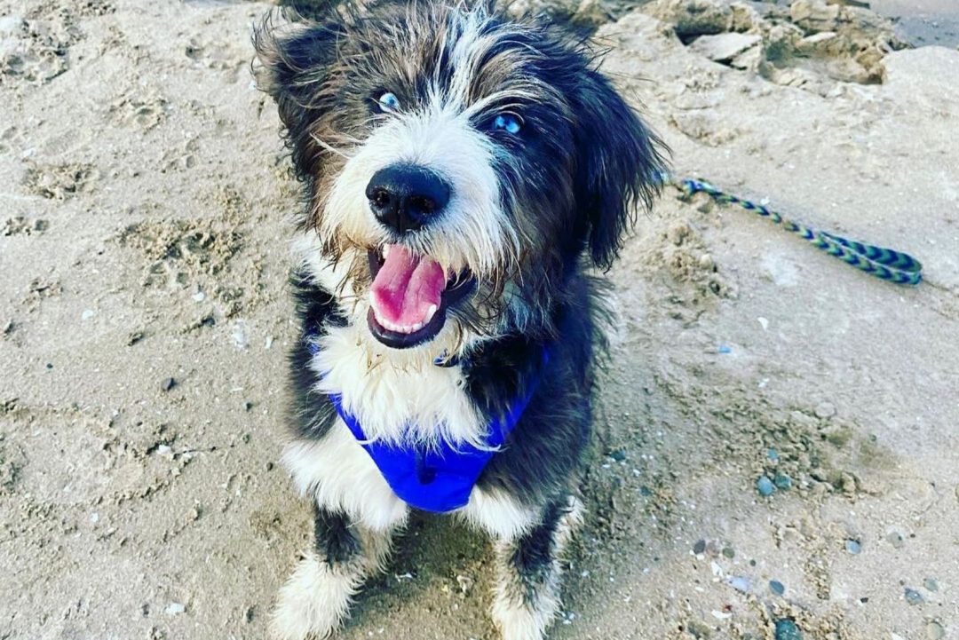 Husky Poodle Mix: What To Know Before Getting A Poosky