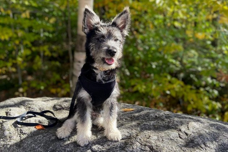 Husky Poodle Mix What To Know Before Getting A Poosky