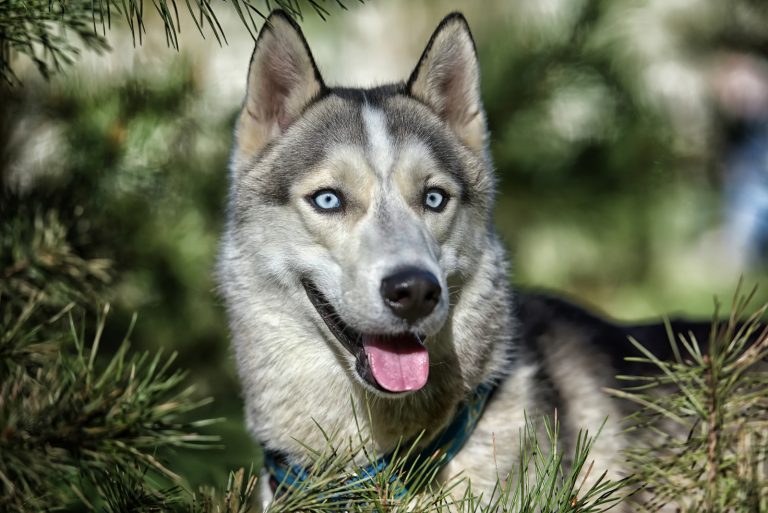 Husky Eye Colors Guide With Pictures – Can Husky Eyes Change Color?