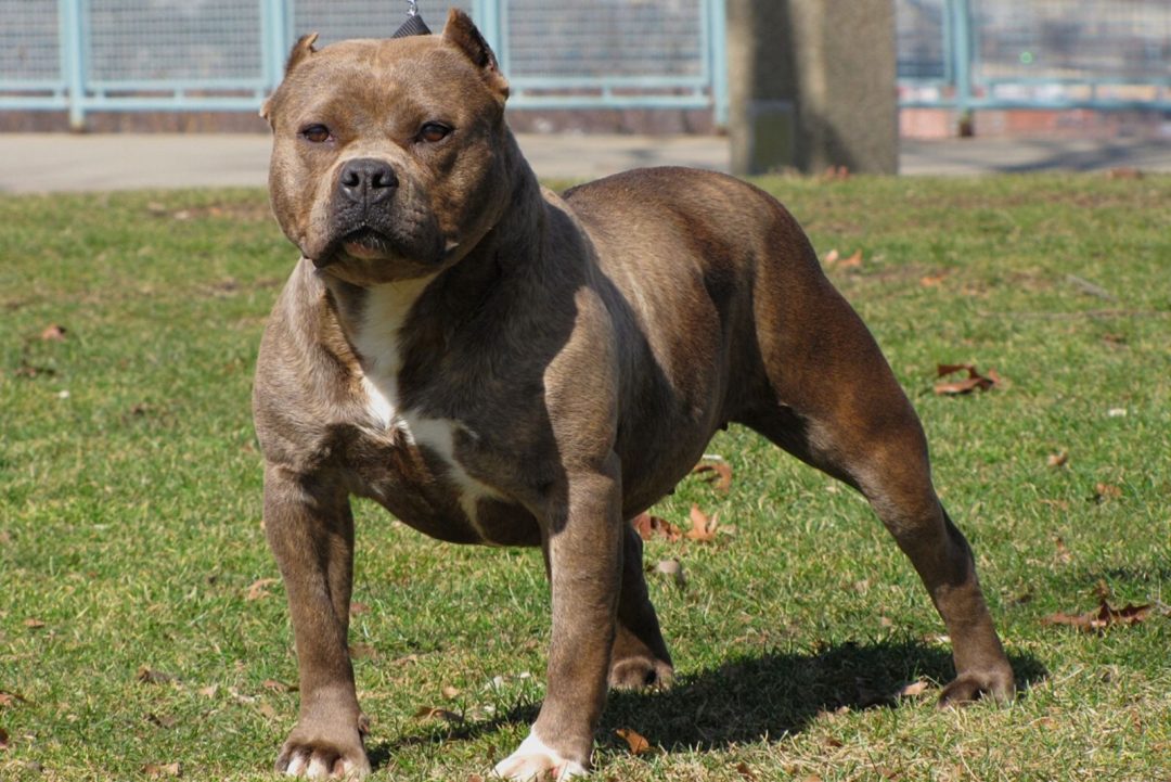 Gotti Pitbull – A Family-Favorite Pitbull Bloodline