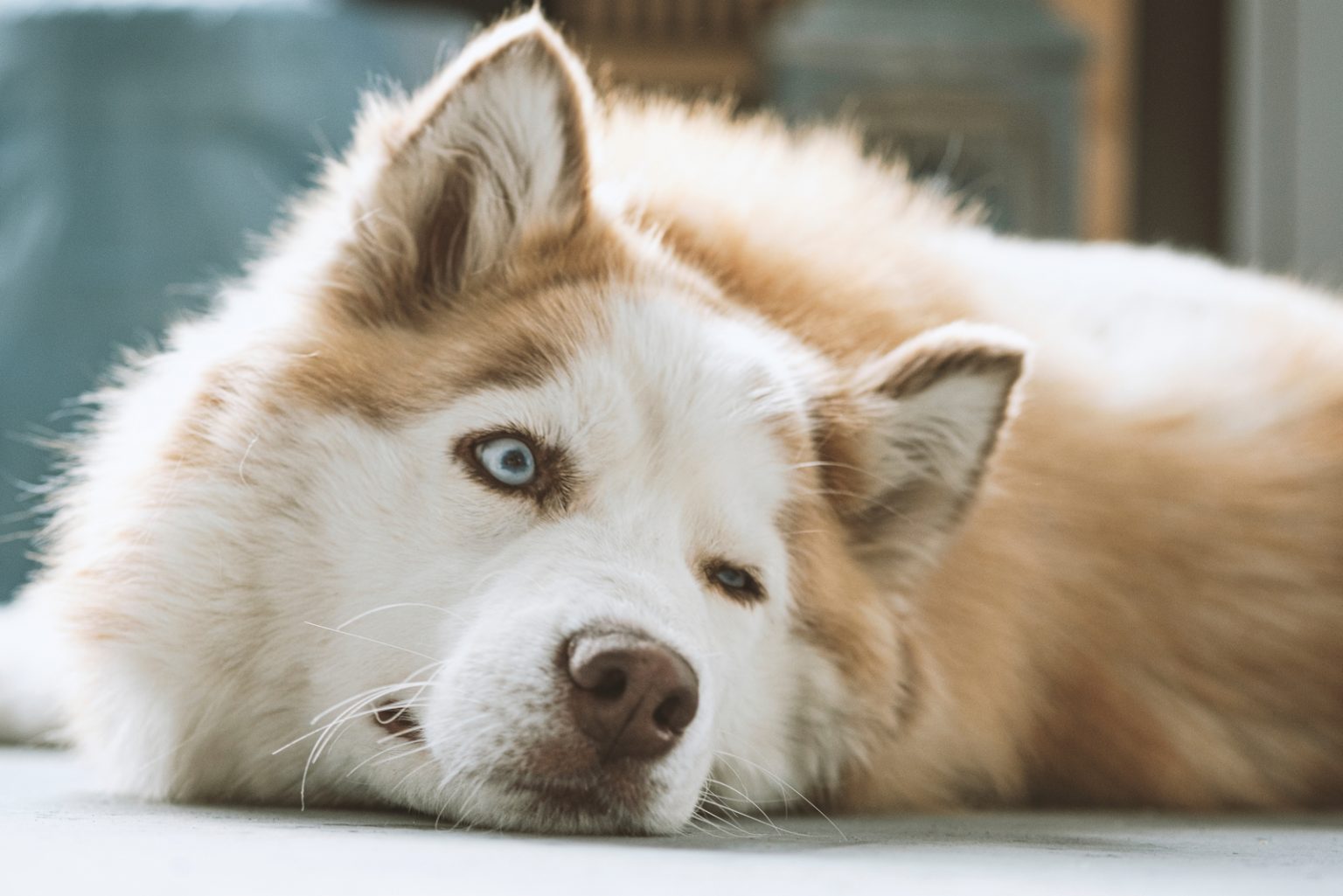 Brown Husky: Is This The Most Beautiful Husky Color?