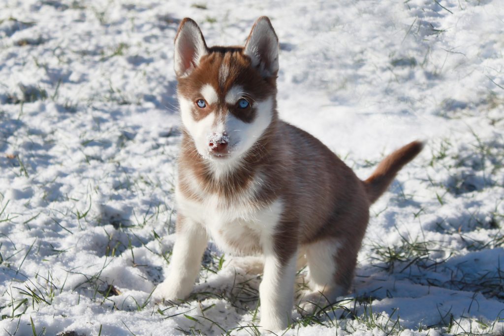 Brown Husky: Is This The Most Beautiful Husky Color?