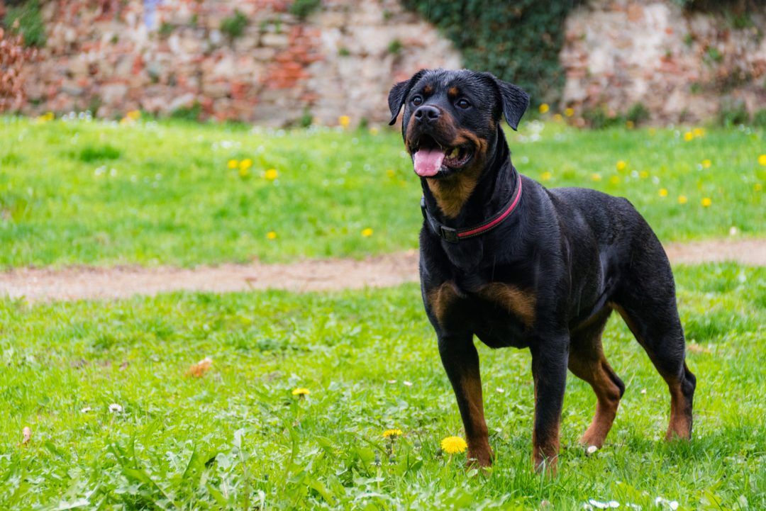 Rottweiler Tail Docking: Is It Justified Or Cruel?