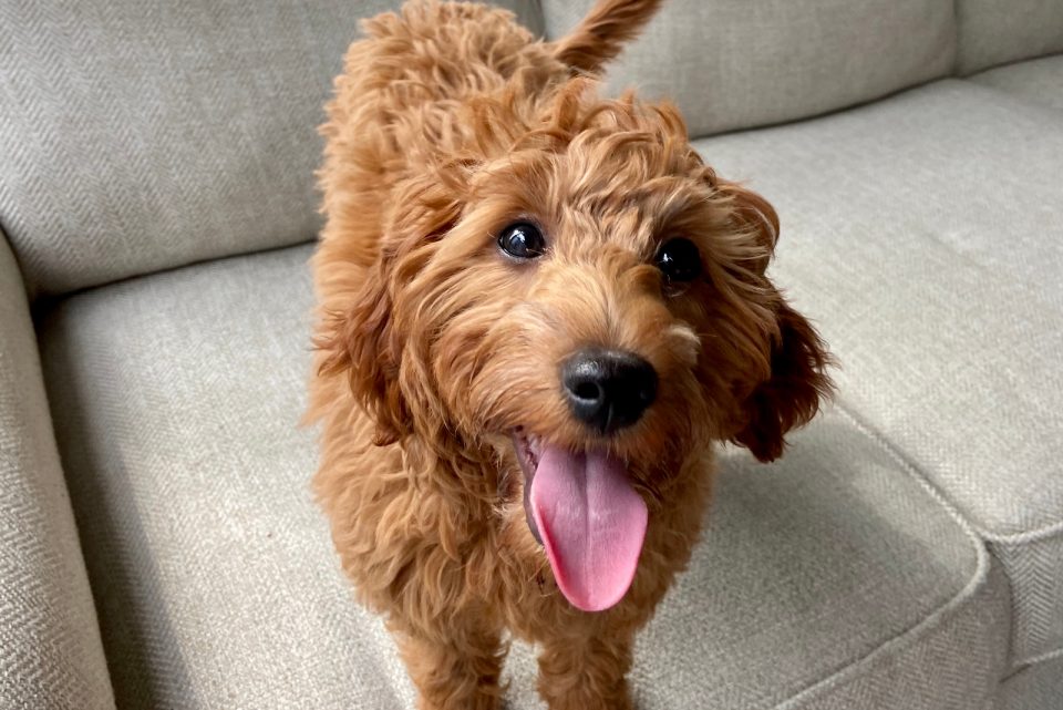 The Red Goldendoodle: 15 Interesting Facts About This Pooch