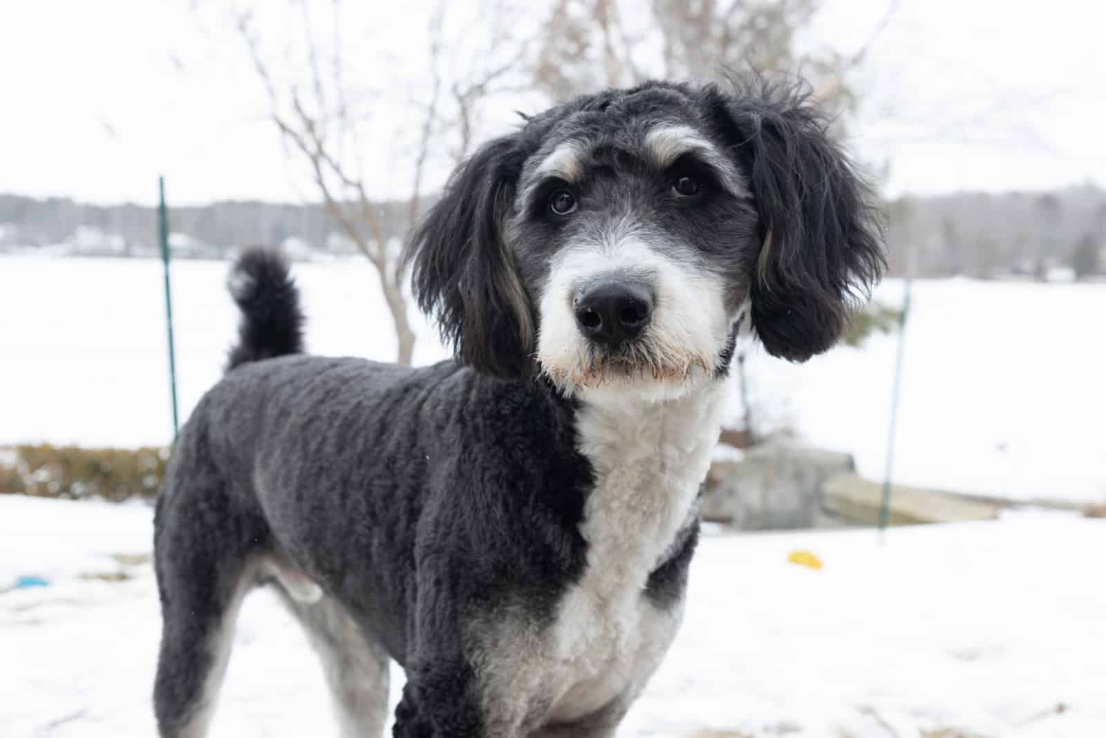 Bernedoodle Colors: Most Common, Most Expensive, And The Rarest