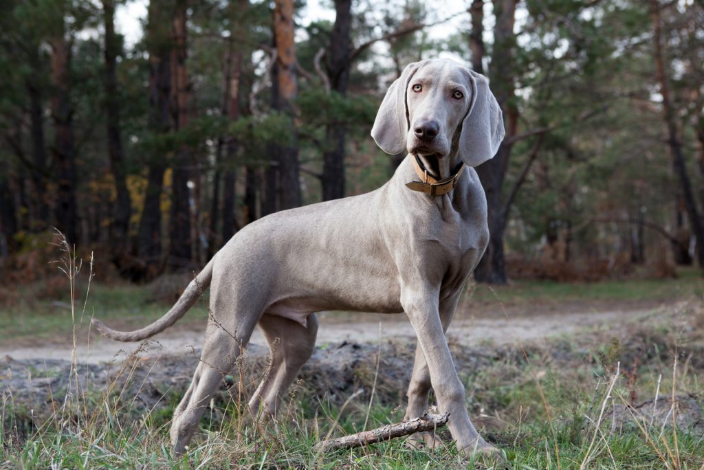 Do Weimaraners Shed? Advice On Grooming Your Weimaraner