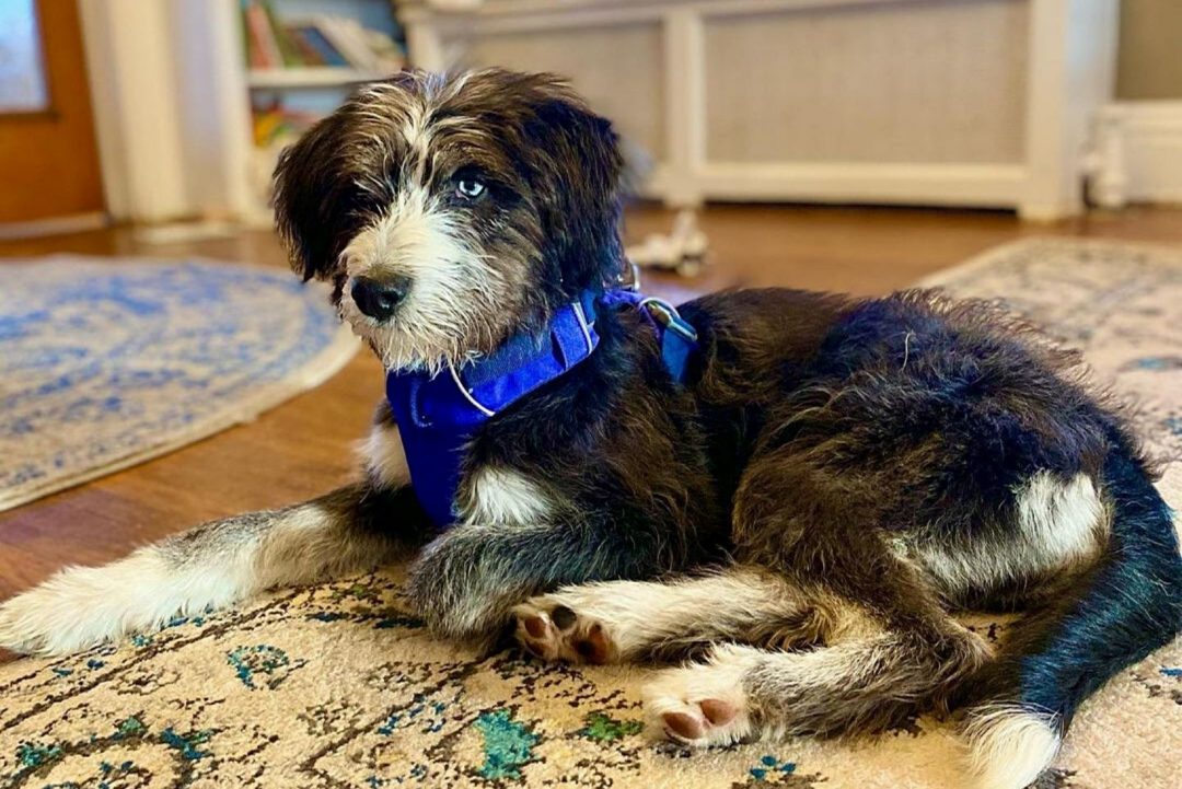 Husky Poodle Mix: What To Know Before Getting A Poosky