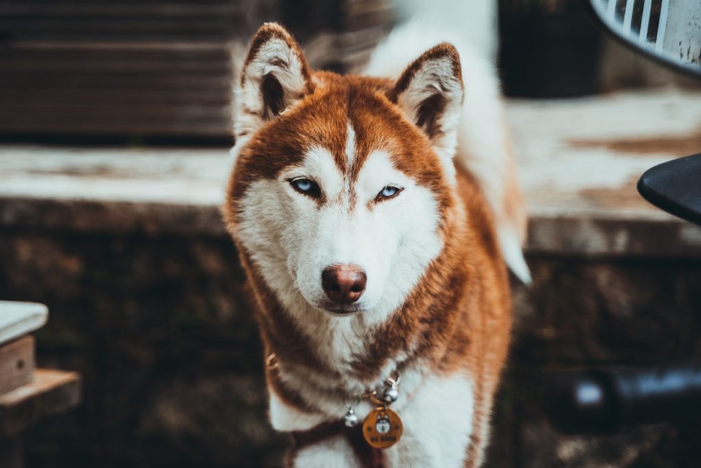 Brown Husky - All About This Gorgeous Siberian Husky Color