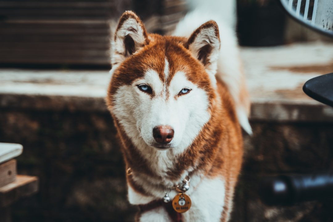 Brown Husky - All About This Gorgeous Siberian Husky Color