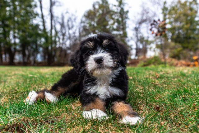 15+ Bernedoodle Colors And Coat Patterns Explained