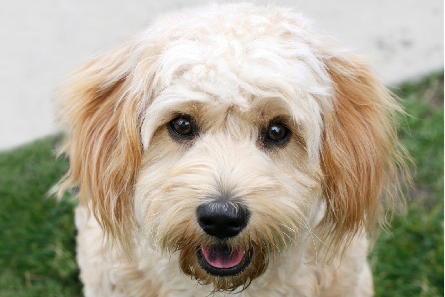 Do Cavachons Shed? What Causes Excessive Shedding In These Dogs?