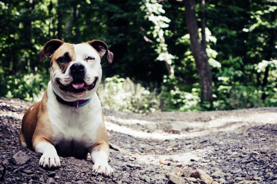 Jack Russell Pit Bull Mix: All You Need To Know