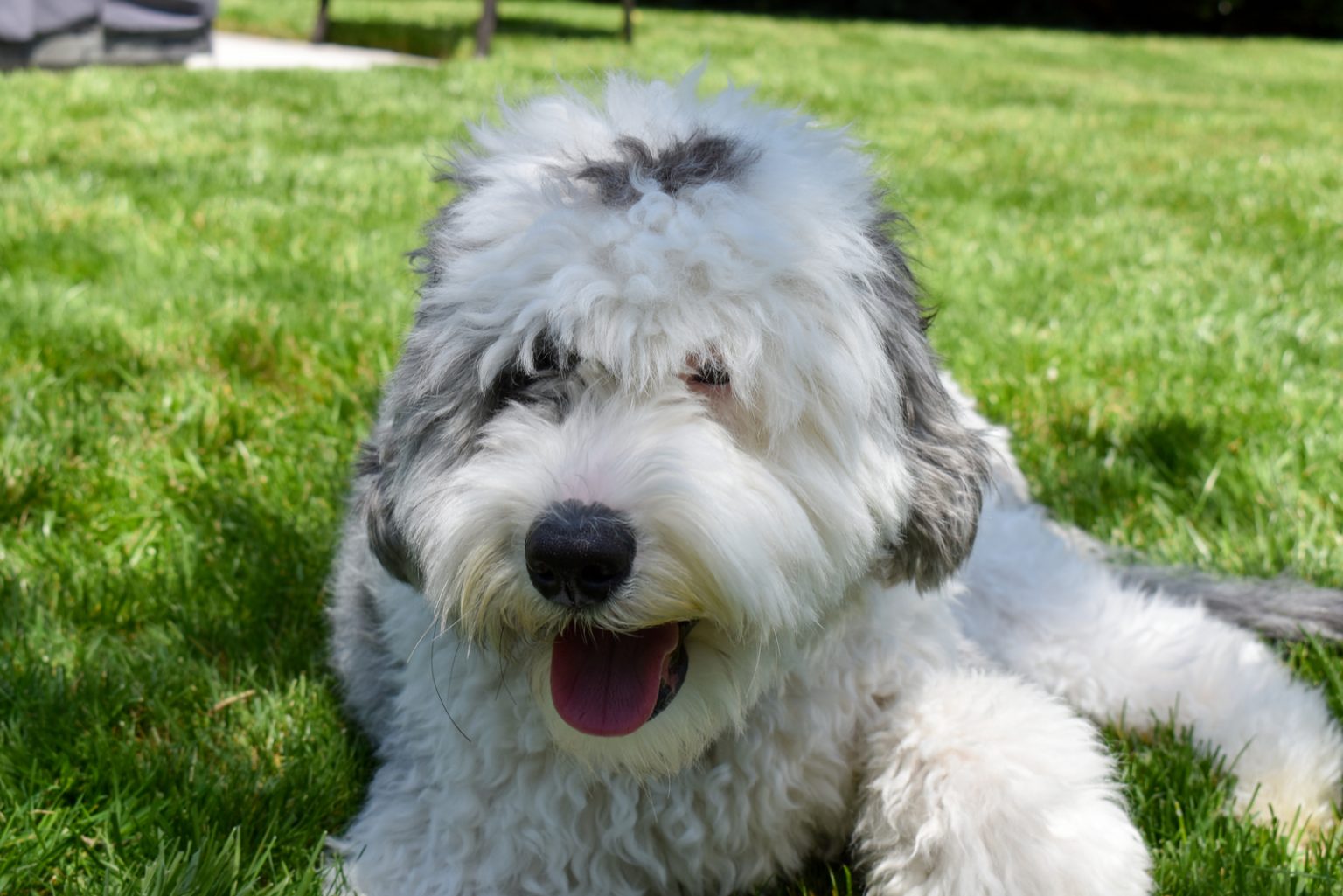 The Sheepadoodle: Another Breed Of Doodle That You'll Love