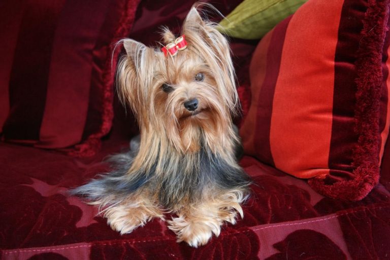 Female Yorkie Vs. Male Yorkie: Which Is The Best To Own?