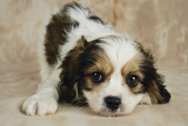 Do Cavachons Shed? What Causes Excessive Shedding In These Dogs?