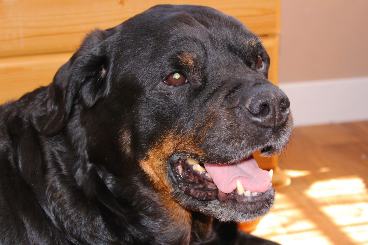 Everything You Wanted To Know About Female Rottweilers