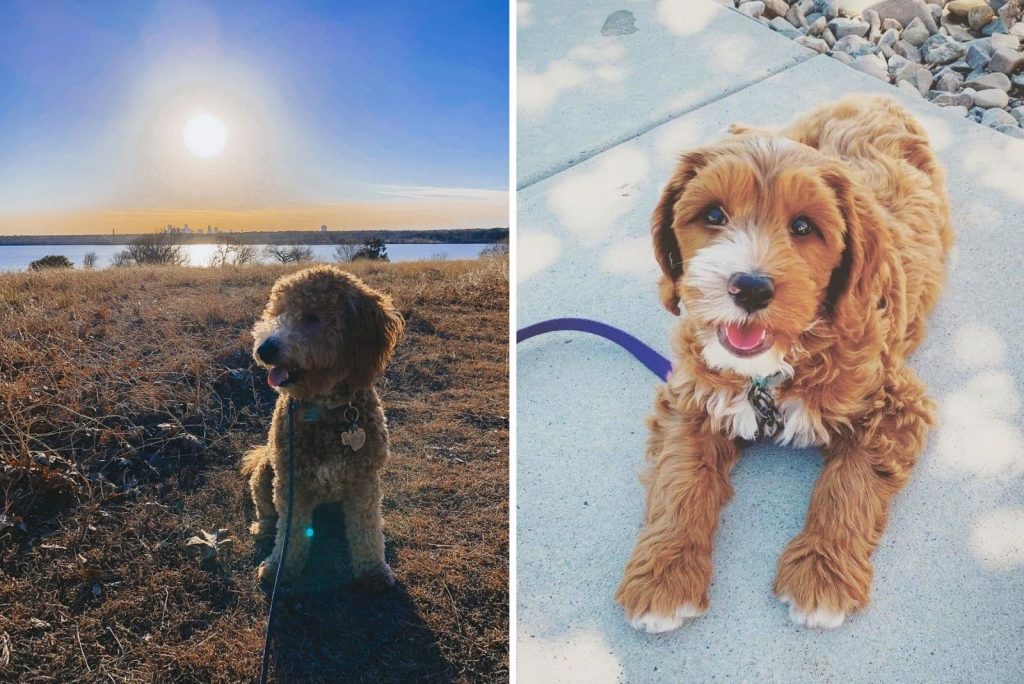 Australian Goldendoodle – Everything You Need To Know