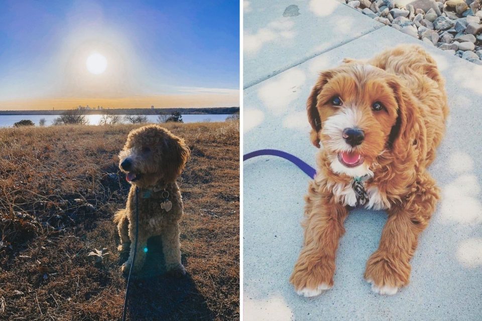 Australian Goldendoodle – Everything You Need To Know