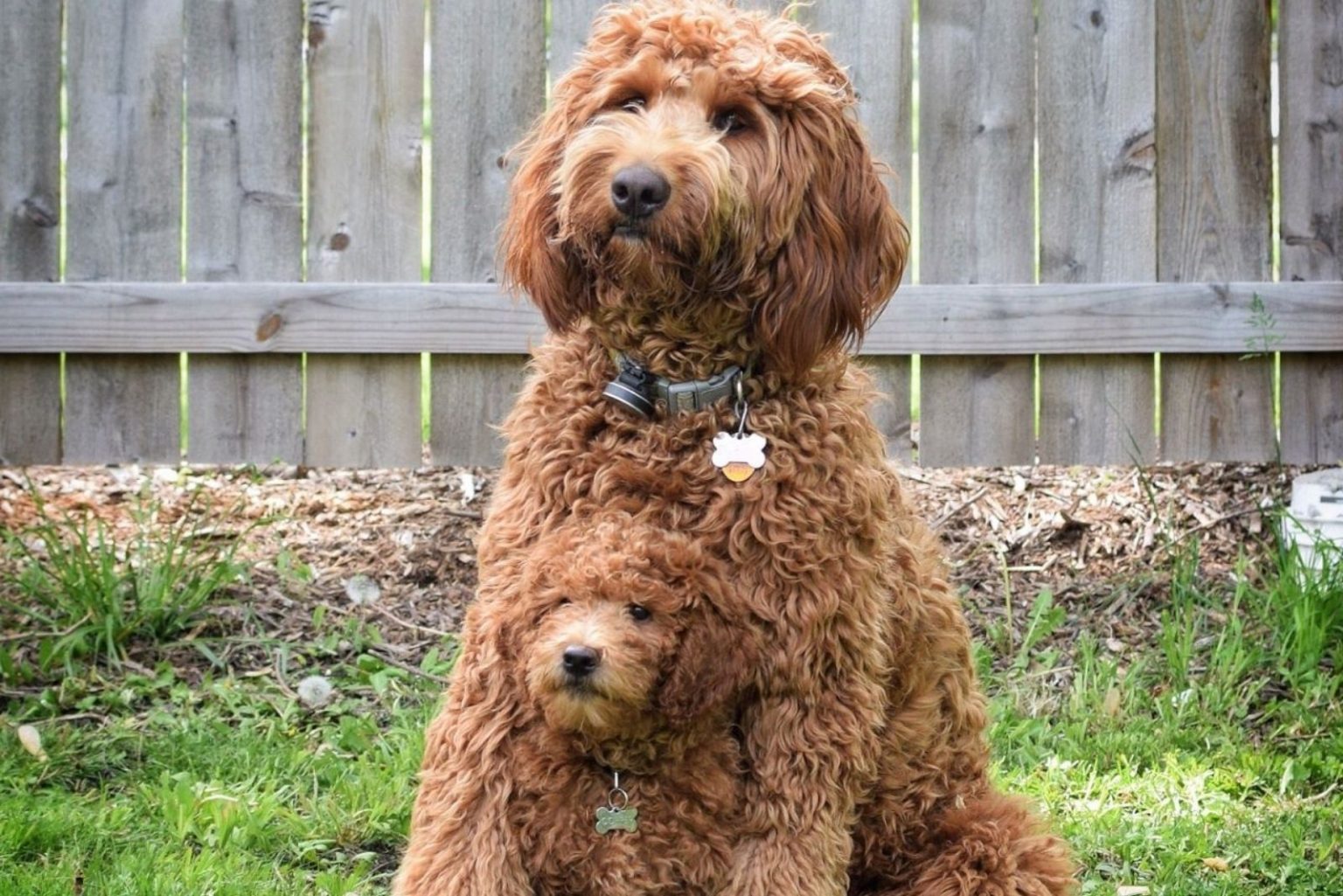 Australian Goldendoodle – Everything You Need To Know