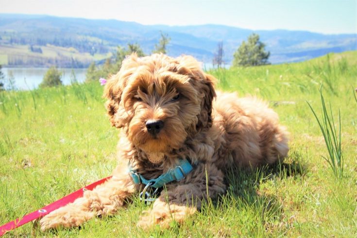 Australian Goldendoodle – What You Need To Know About This Breed