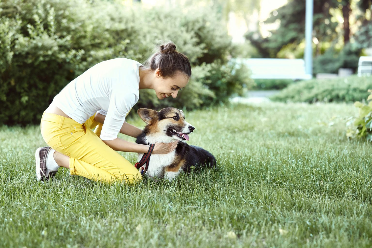 Male Vs Female Corgi – Is There A Difference? What You Need To Know
