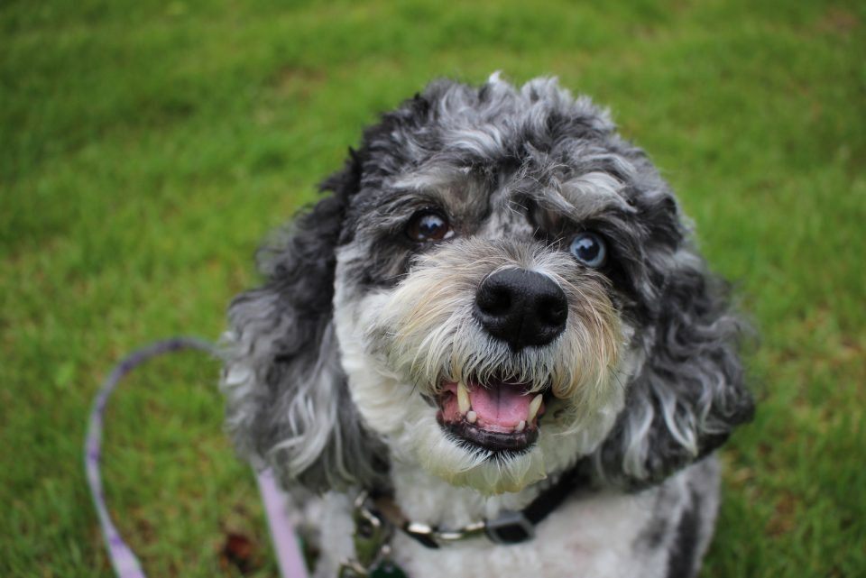 Bernedoodle Colors: Most Common, Most Expensive, And The Rarest