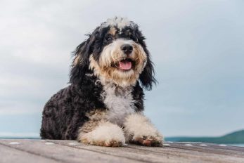 15+ Bernedoodle Colors And Coat Patterns Explained