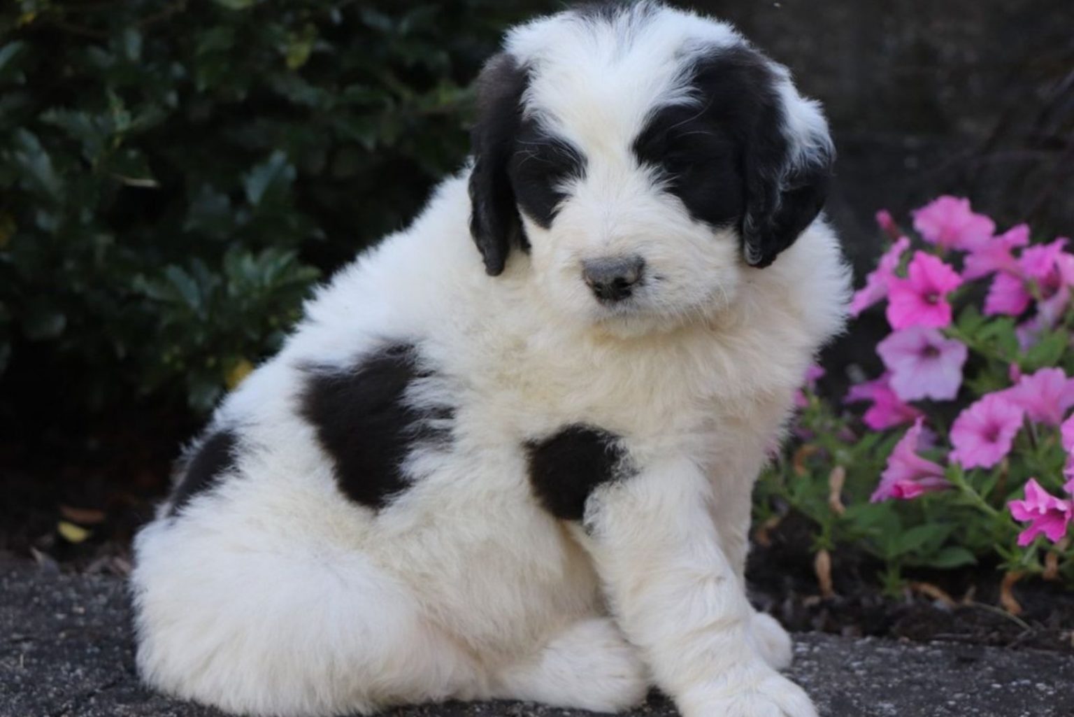 The Saint Berdoodle: Guard Dog, Gentle Giant, And Nanny!