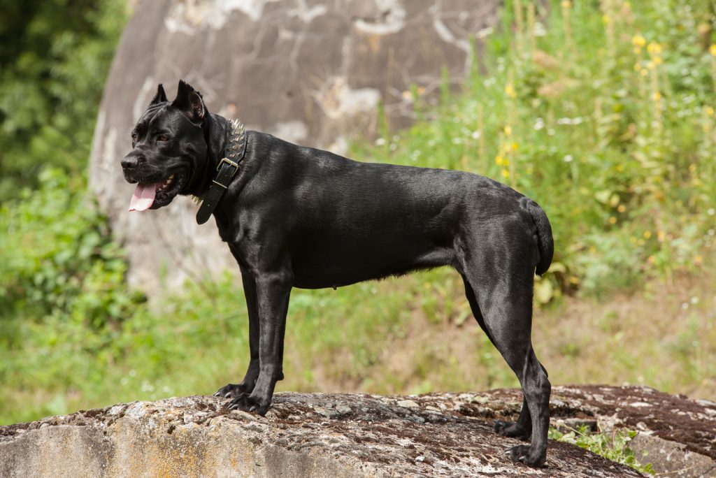 12 Cane Corso Colors: An Array Of Stunning Shades