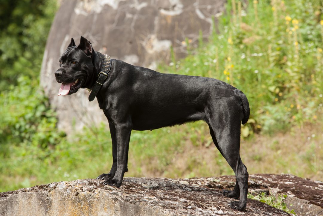 12 Cane Corso Colors: An Array Of Stunning Shades