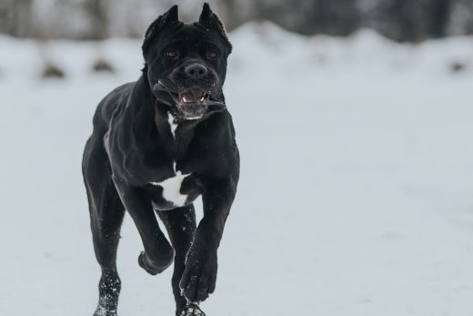 The Complete Guide To The World Of Cane Corso Colors