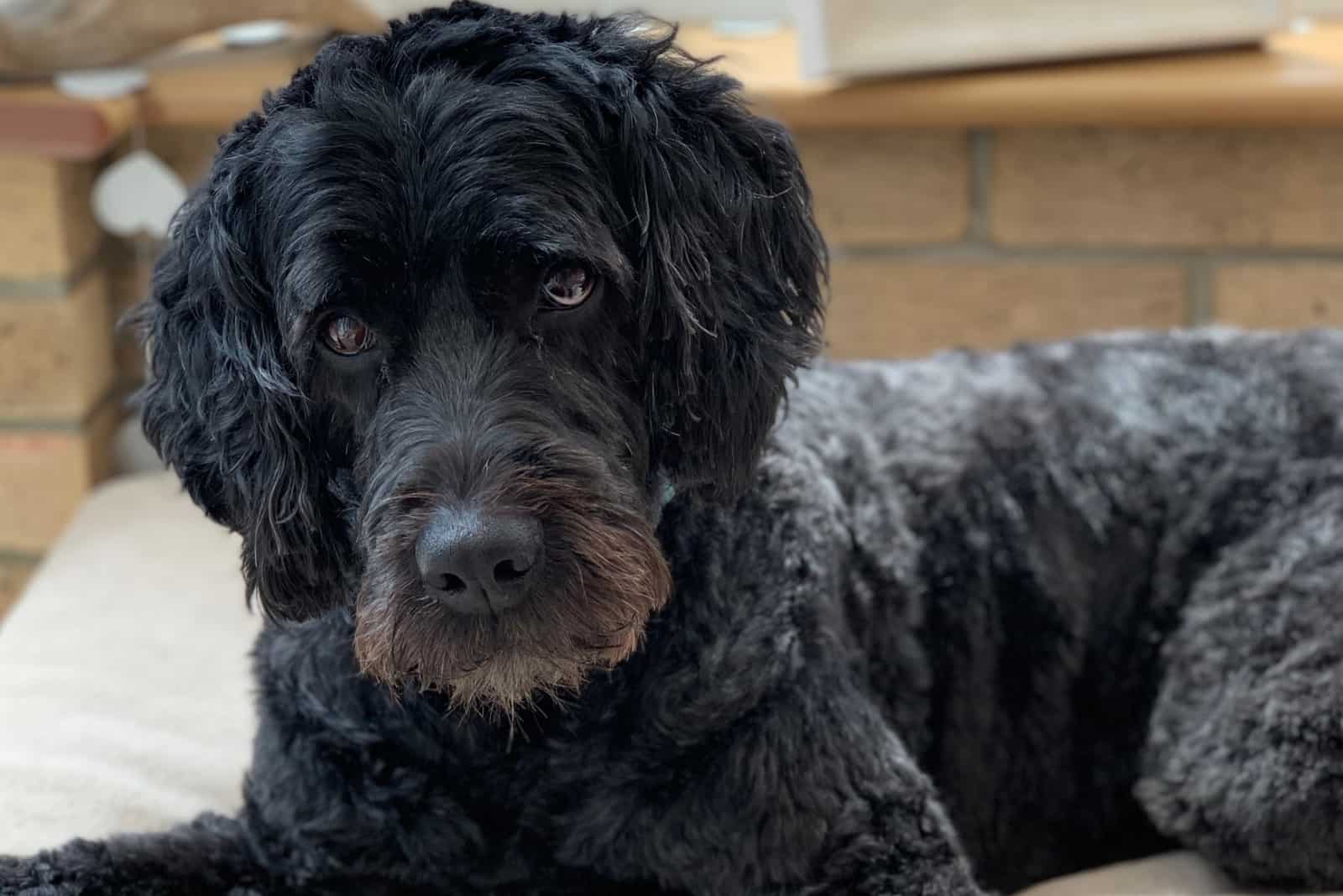 The Ultimate Guide To Gorgeous Goldendoodle Colors